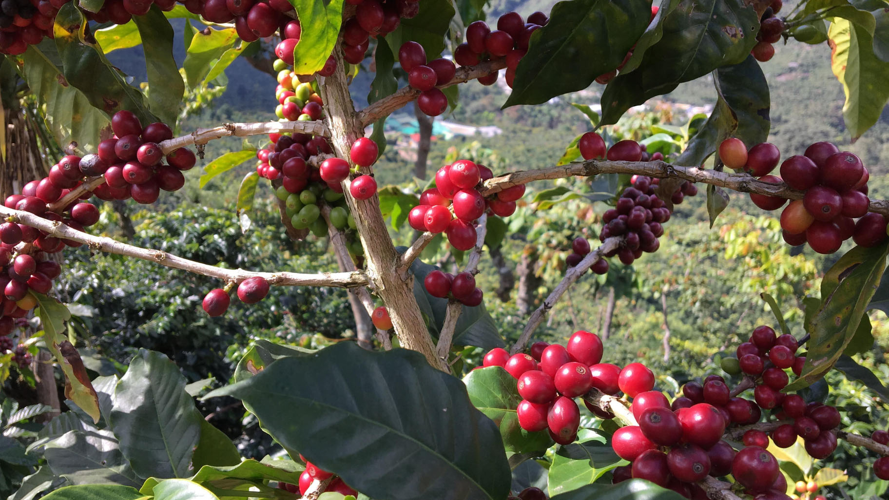Coava Coffee Subscription | Unique Roasters from Beanz